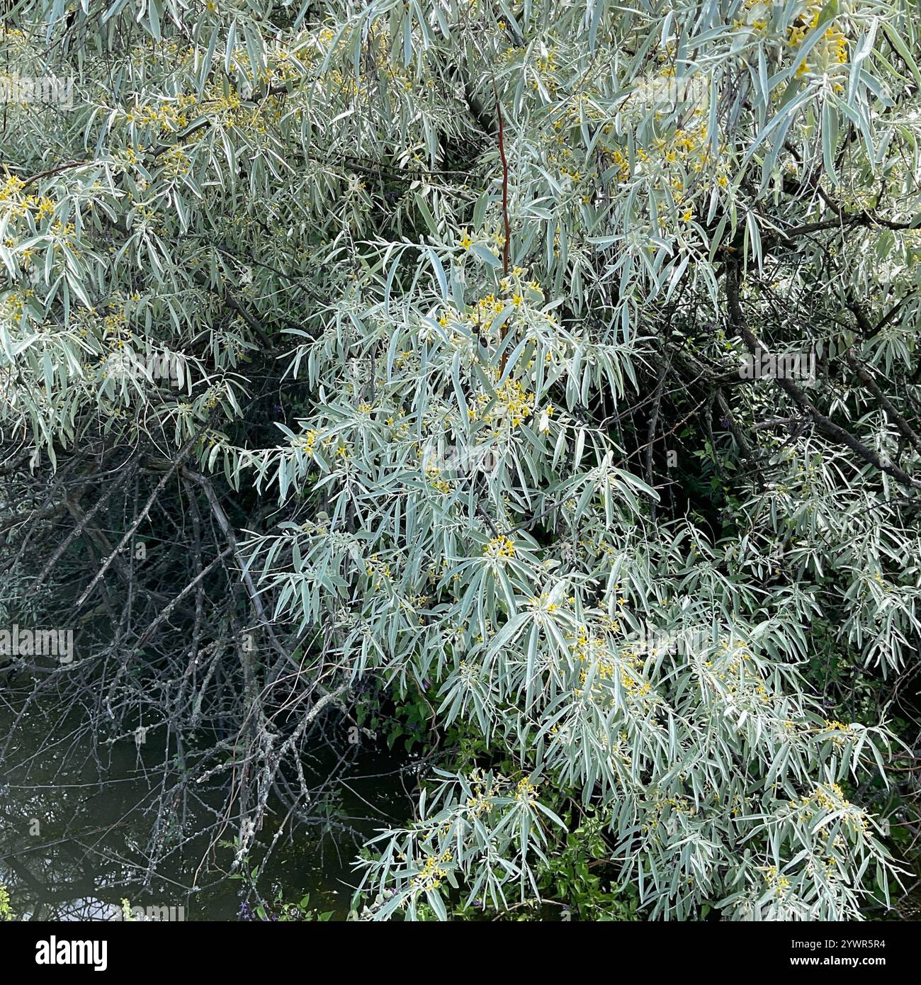 Russian olive (Elaeagnus angustifolia Stock Photo - Alamy