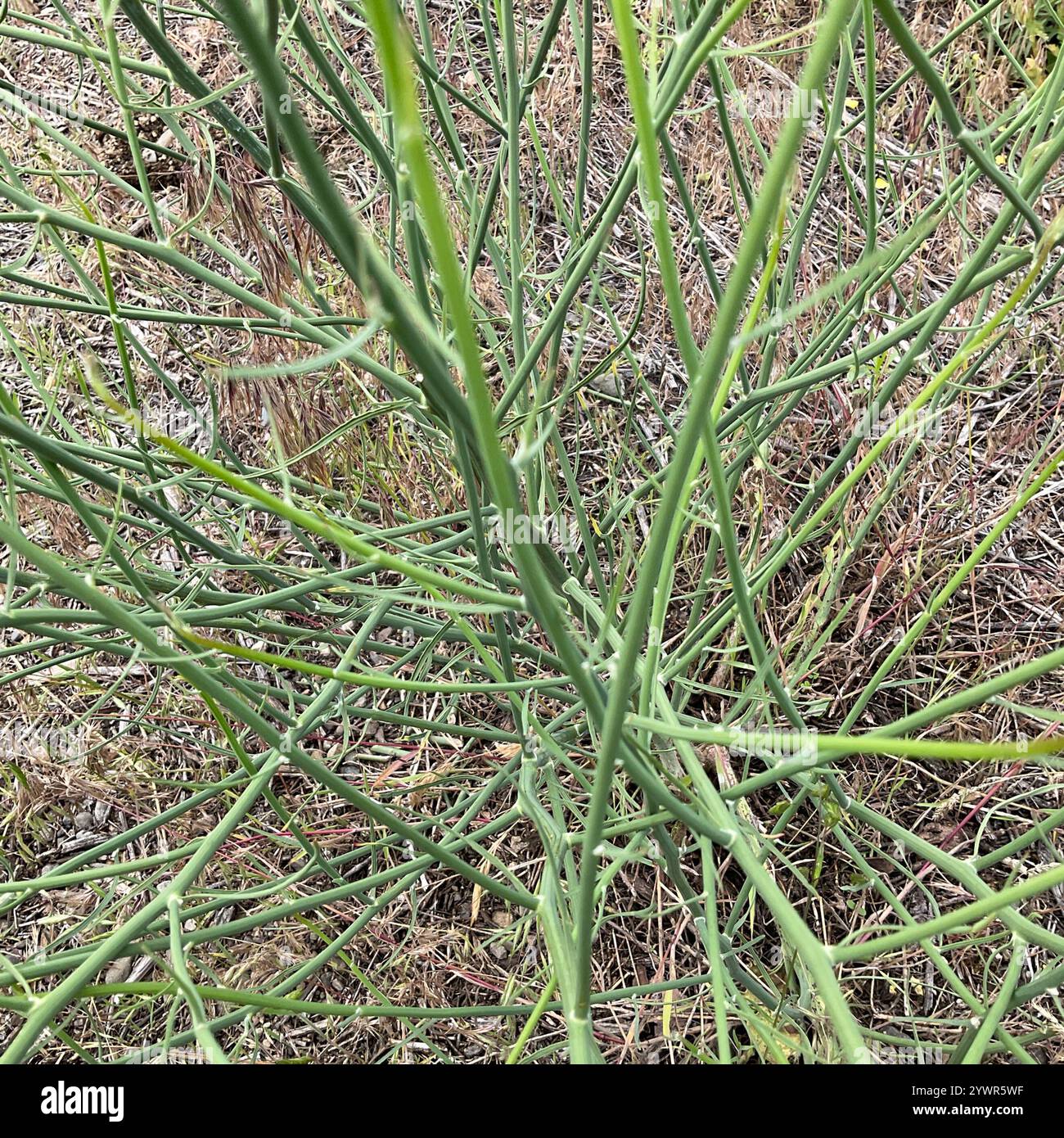 Rush Skeletonweed (Chondrilla juncea Stock Photo - Alamy