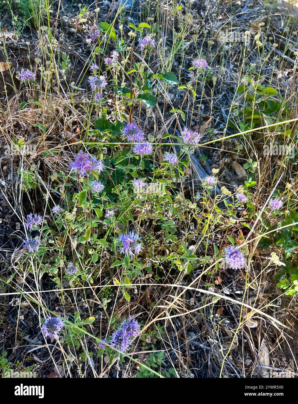 Coyote Mint (Monardella villosa Stock Photo - Alamy
