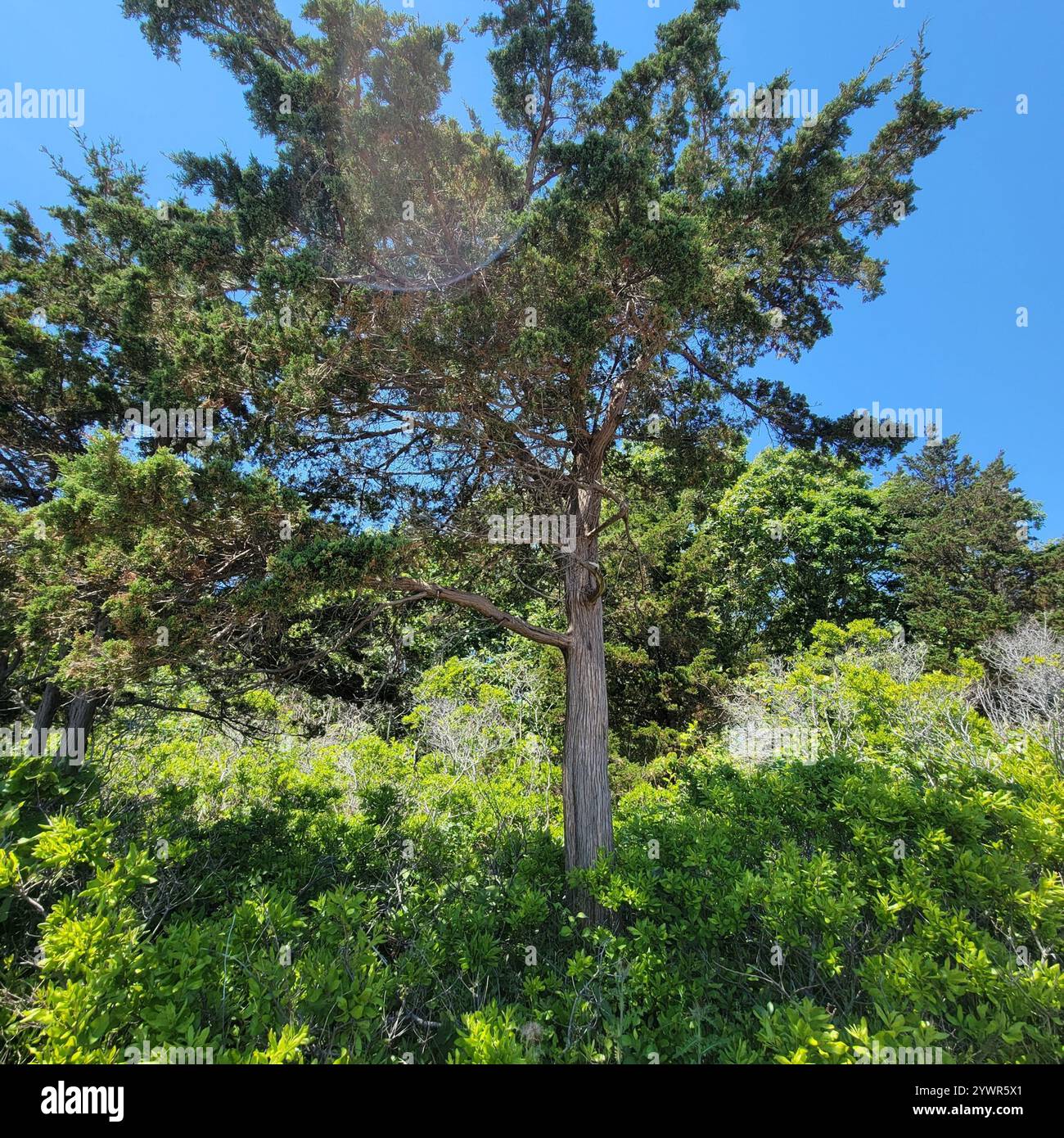 eastern redcedar (Juniperus virginiana Stock Photo - Alamy