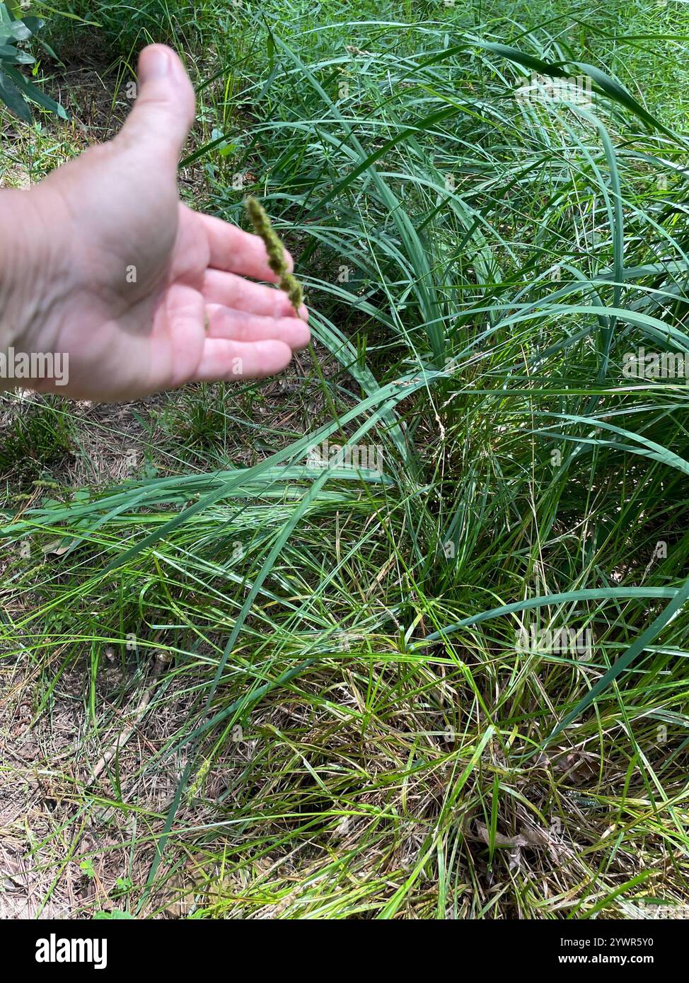 fox sedge (Carex vulpinoidea Stock Photo - Alamy