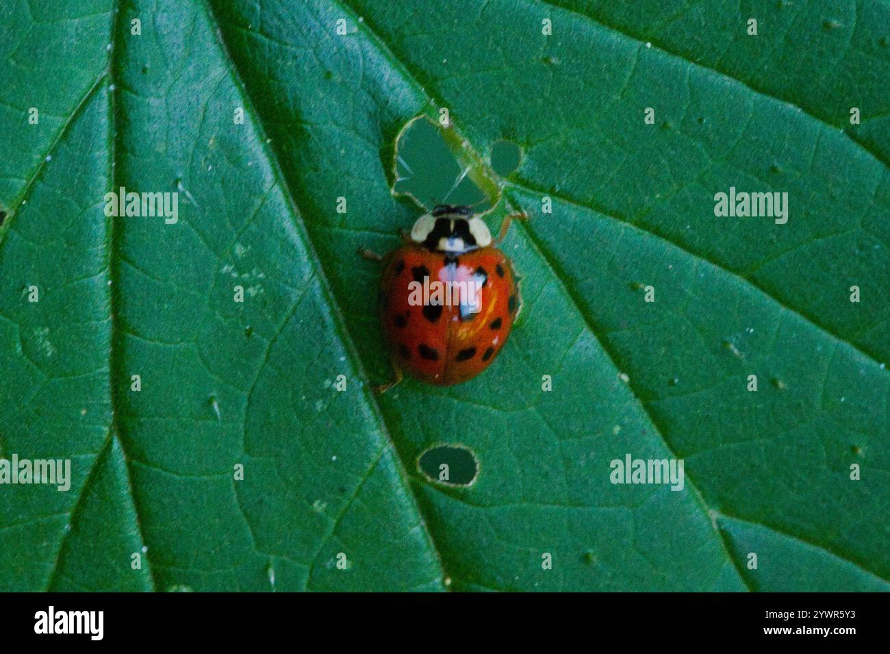 Asian Lady Beetle (Harmonia axyridis Stock Photo - Alamy