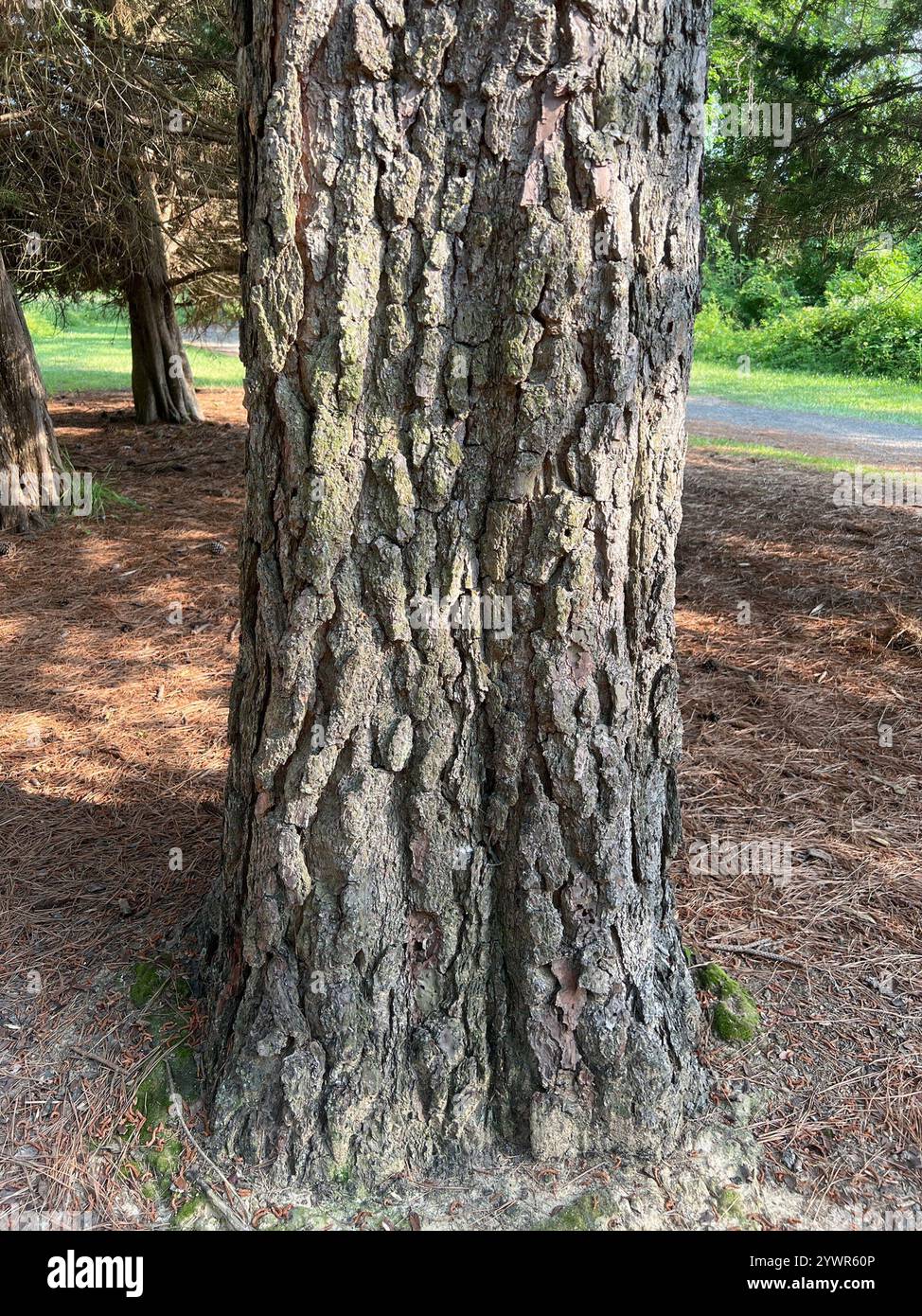 loblolly pine (Pinus taeda Stock Photo - Alamy