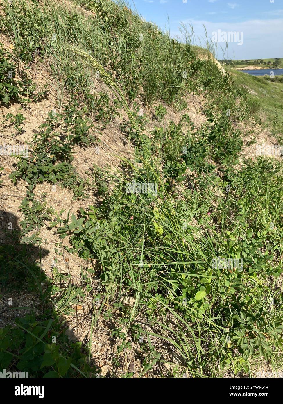 green needlegrass (Nassella viridula Stock Photo - Alamy