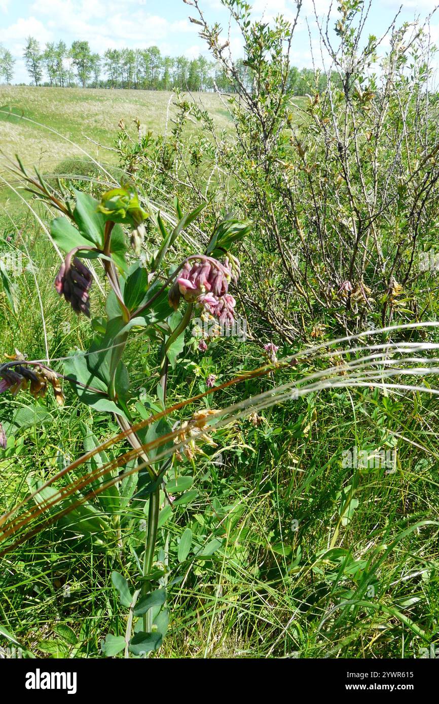 Pisiform grass-pea (Lathyrus pisiformis Stock Photo - Alamy