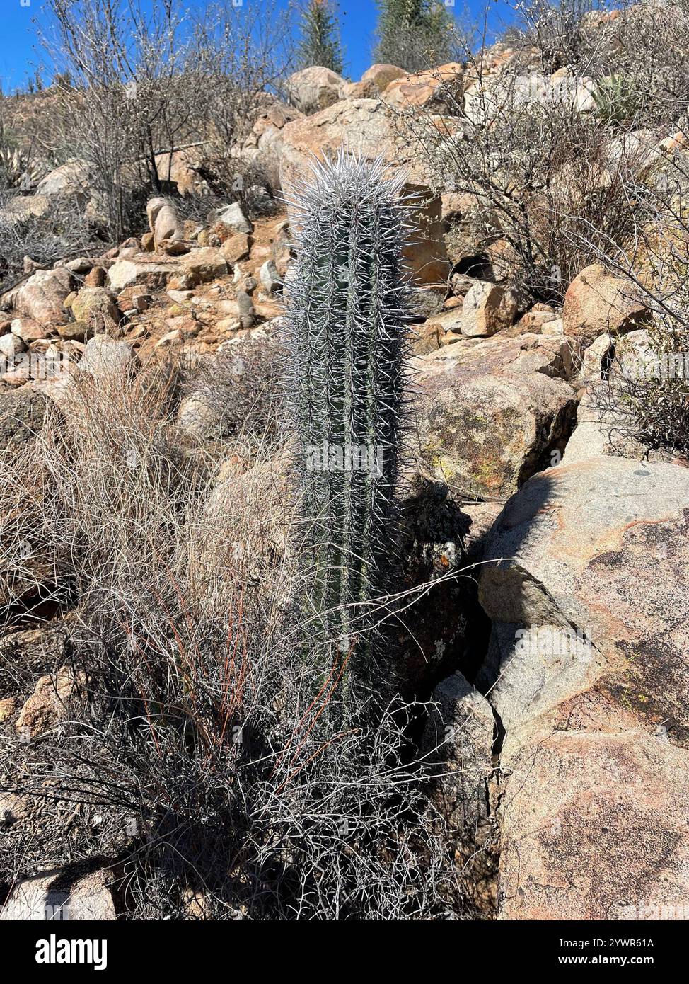 Mexican Giant Cactus (Pachycereus pringlei Stock Photo - Alamy