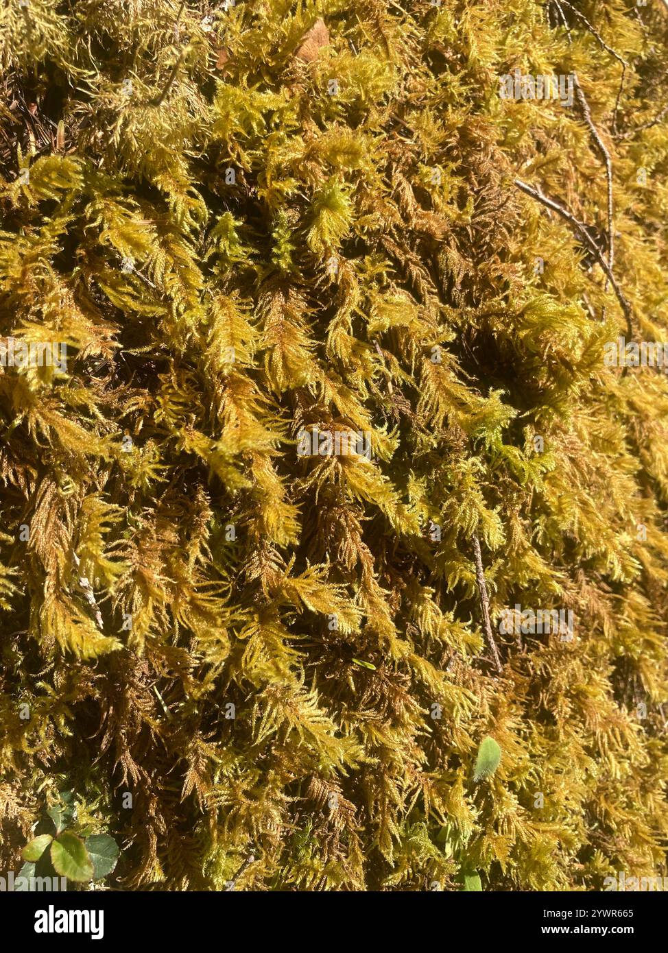 Oregon Beaked Moss (Kindbergia oregana Stock Photo - Alamy