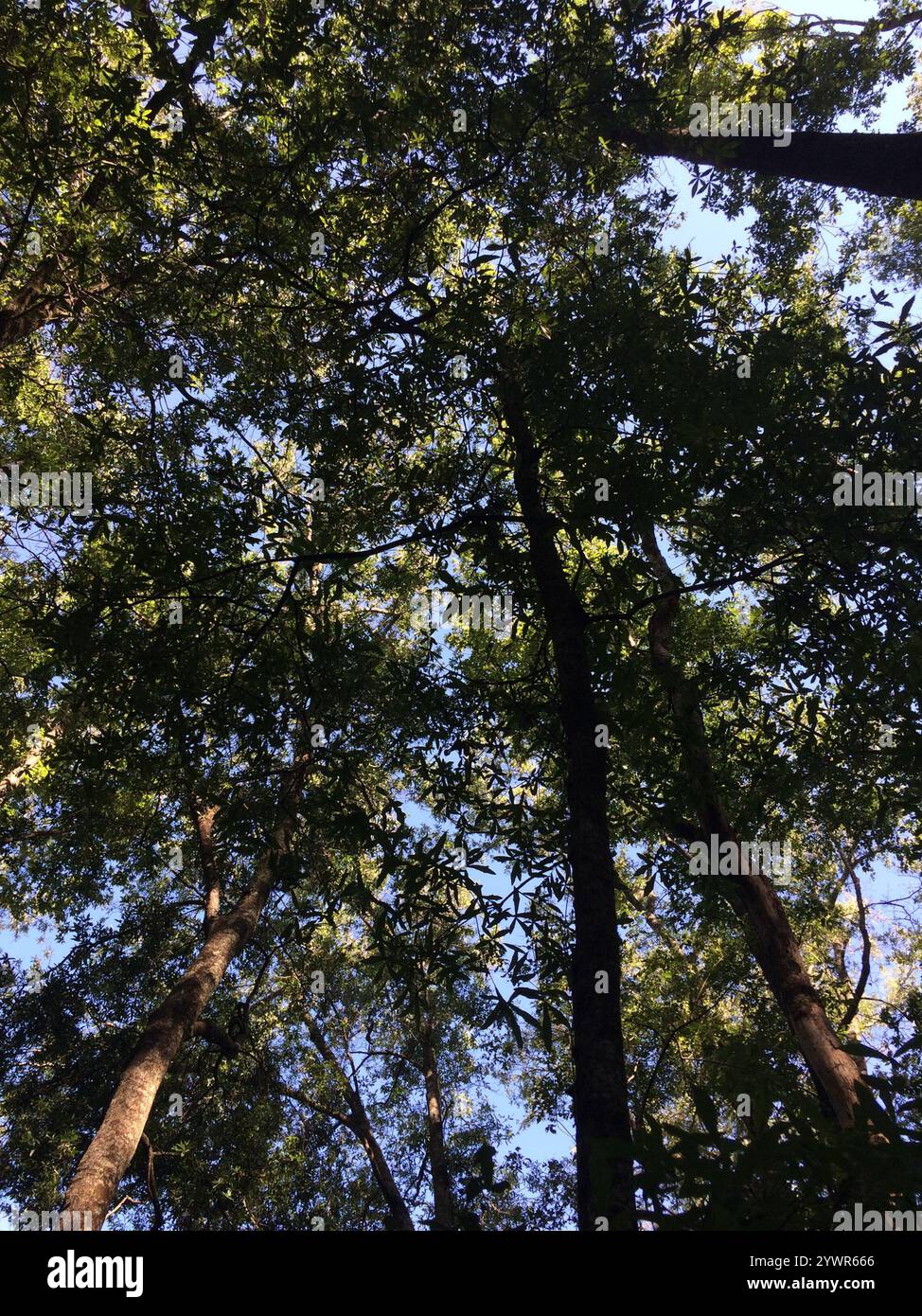 swamp laurel oak (Quercus laurifolia Stock Photo - Alamy