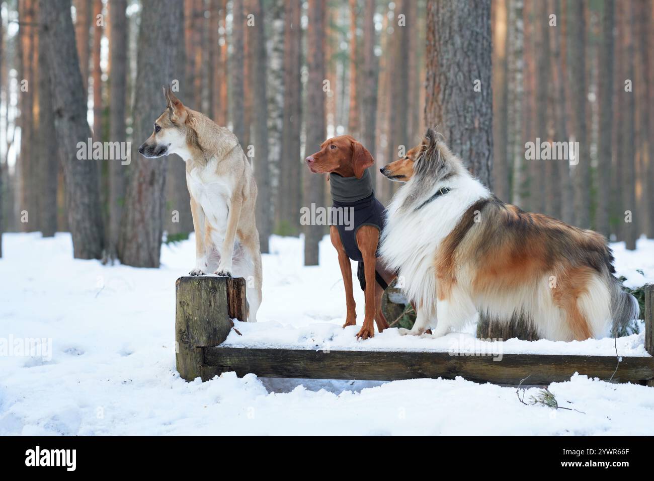 A group of dogs sits together on a wooden platform surrounded by snow ...