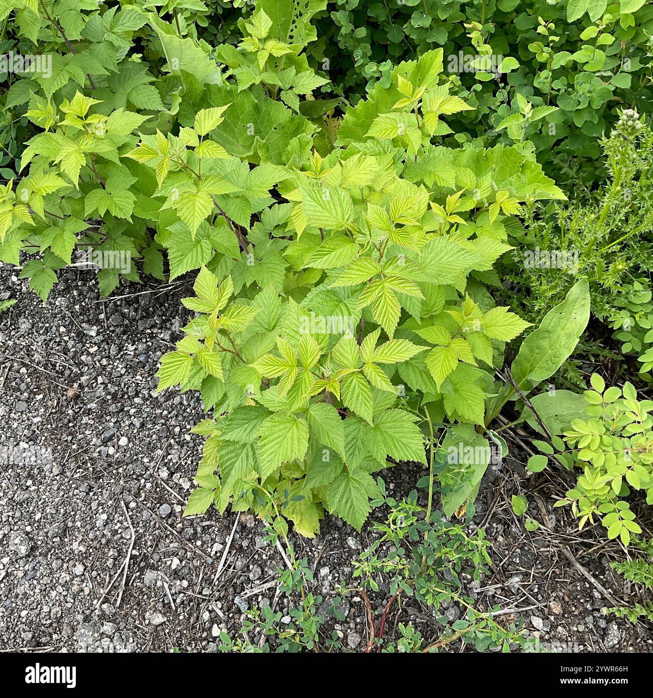 red raspberry (Rubus idaeus Stock Photo - Alamy