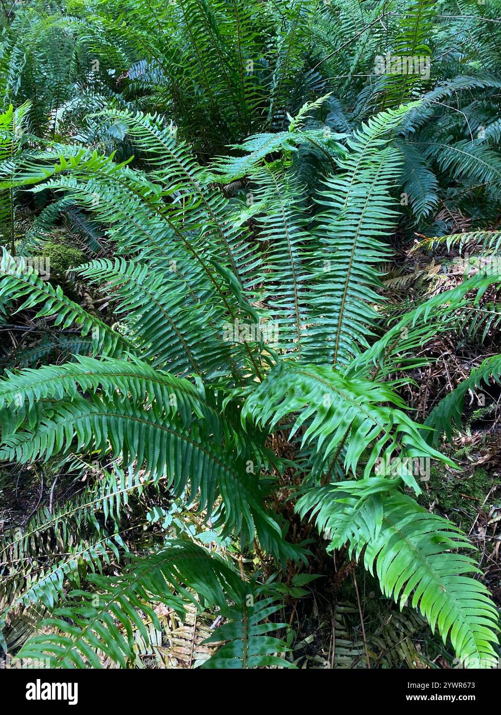 western sword fern (Polystichum munitum Stock Photo - Alamy