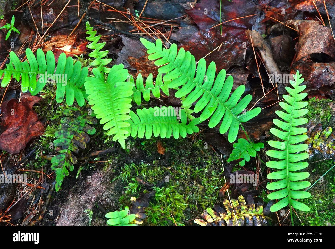 rock polypody (Polypodium virginianum Stock Photo - Alamy