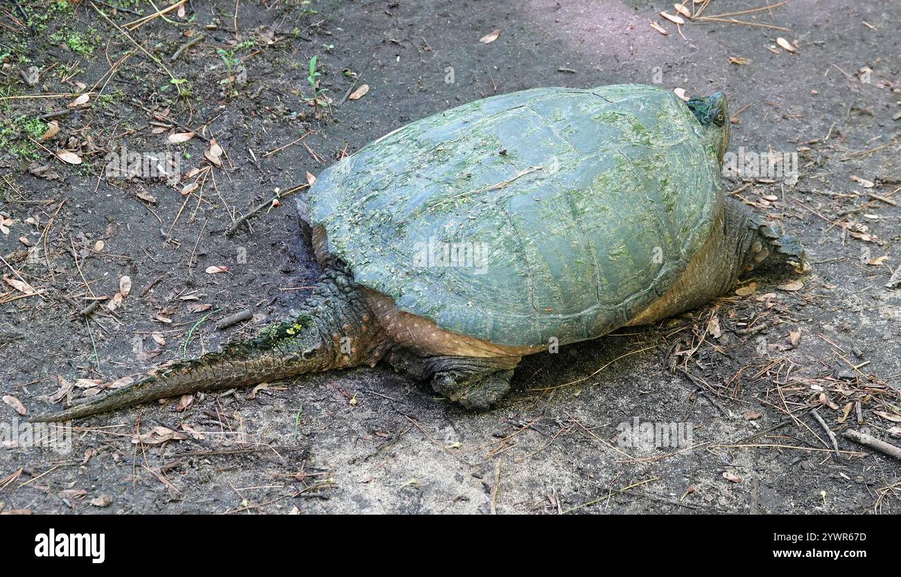 Common Snapping Turtle (Chelydra serpentina Stock Photo - Alamy