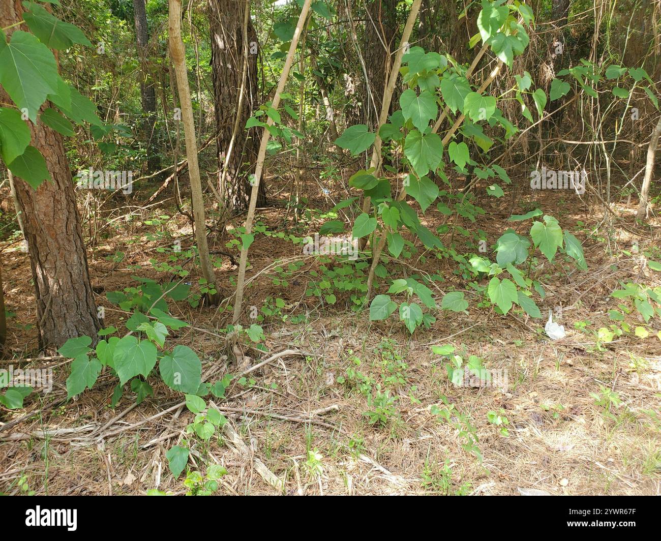 tung oil tree (Vernicia fordii Stock Photo - Alamy