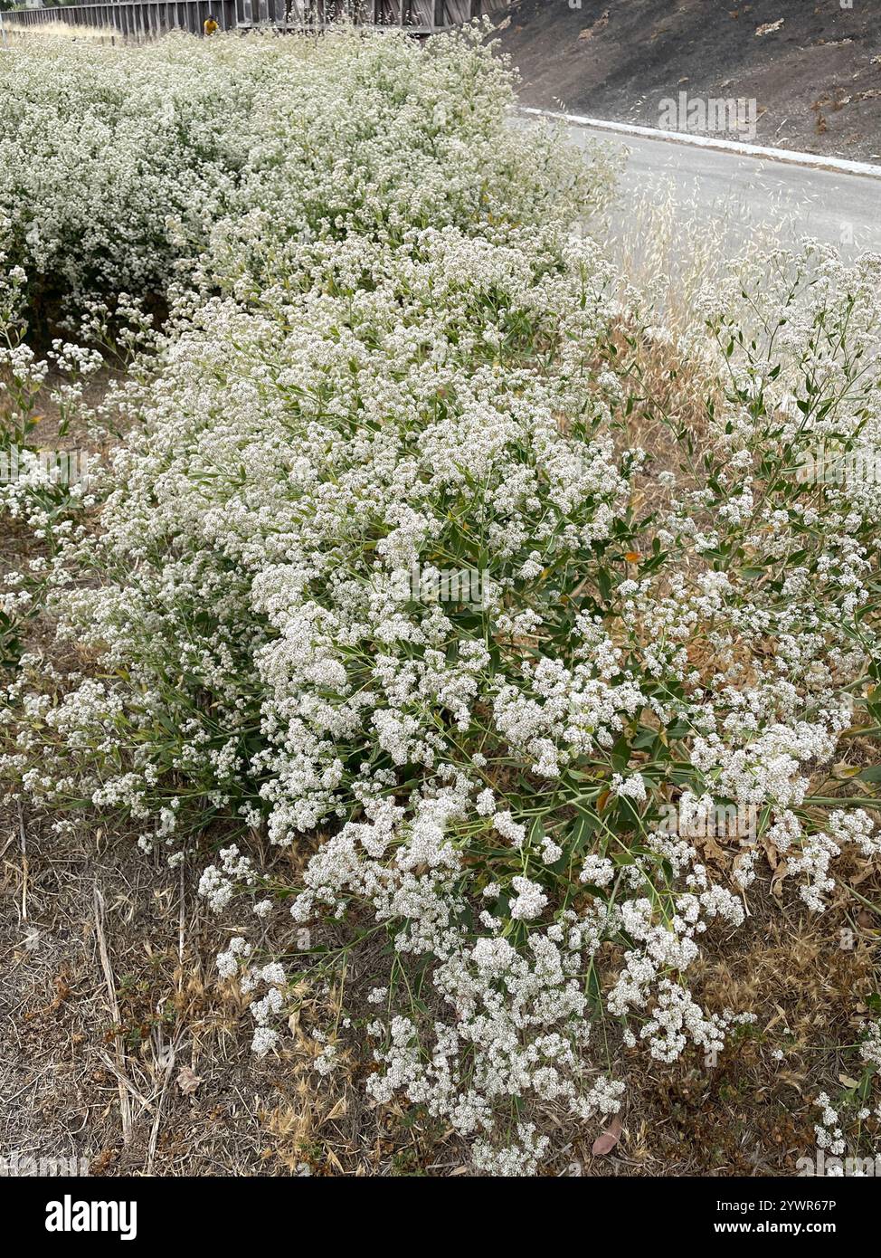 broadleaved pepperweed (Lepidium latifolium Stock Photo - Alamy