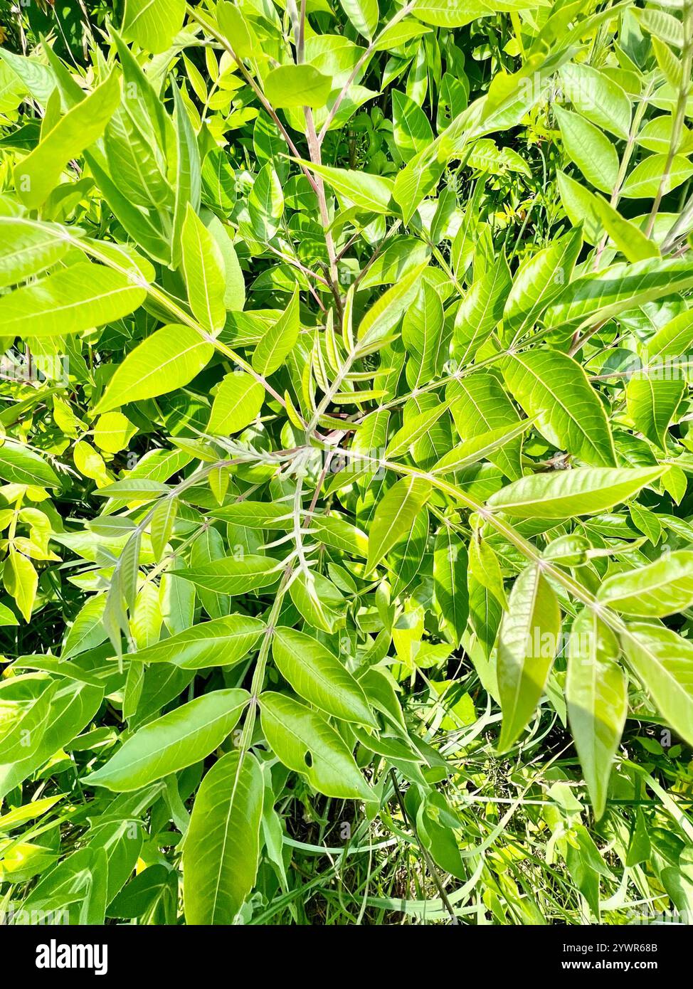 shining sumac (Rhus copallinum Stock Photo - Alamy