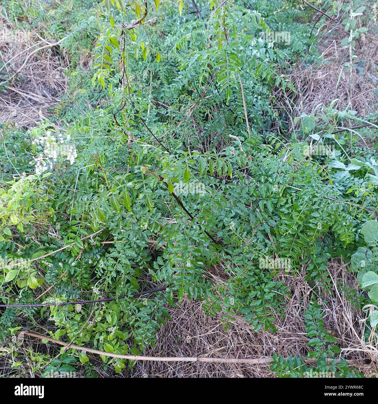 wonga vine (Pandorea pandorana Stock Photo - Alamy