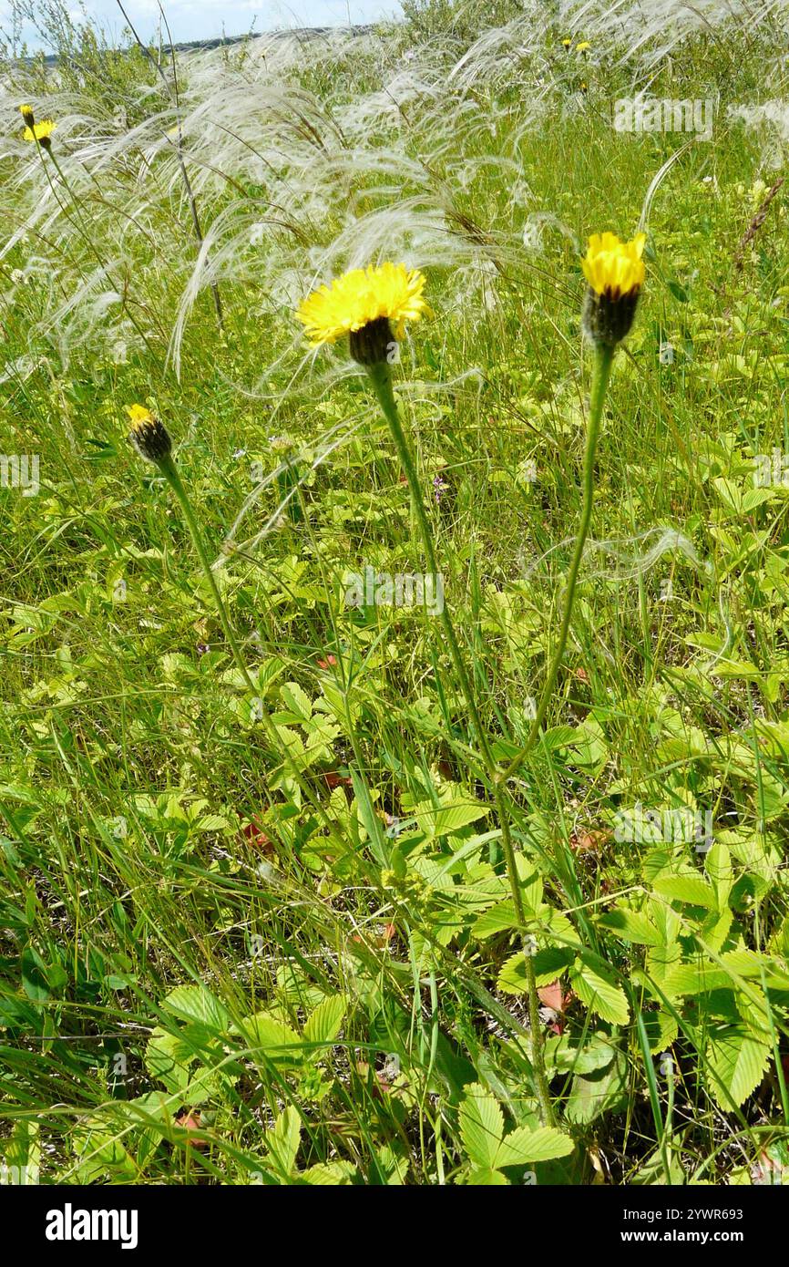 Spotted Cat's-ear (Hypochaeris maculata Stock Photo - Alamy