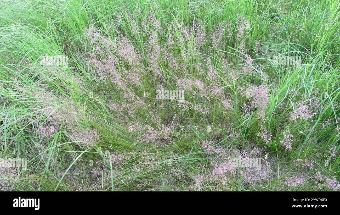colonial bent (Agrostis capillaris Stock Photo - Alamy