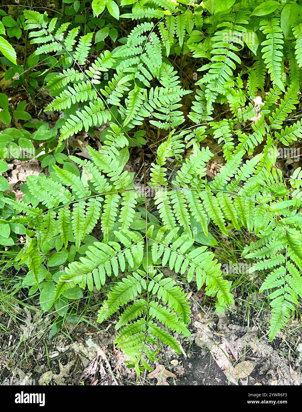 eagle fern (Pteridium aquilinum latiusculum Stock Photo - Alamy