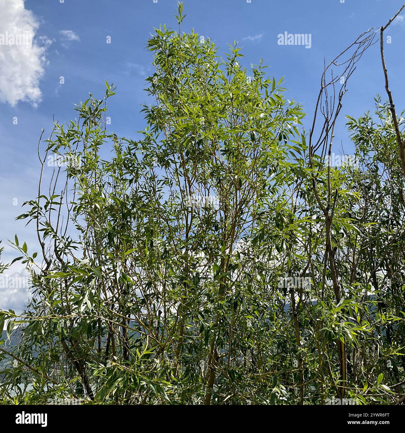 Golden Willow (Salix × fragilis vitellina Stock Photo - Alamy