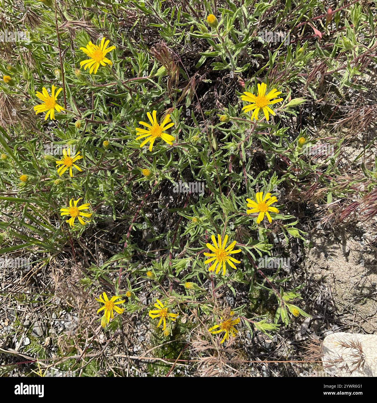 Hairy False Goldenaster (Heterotheca villosa Stock Photo - Alamy
