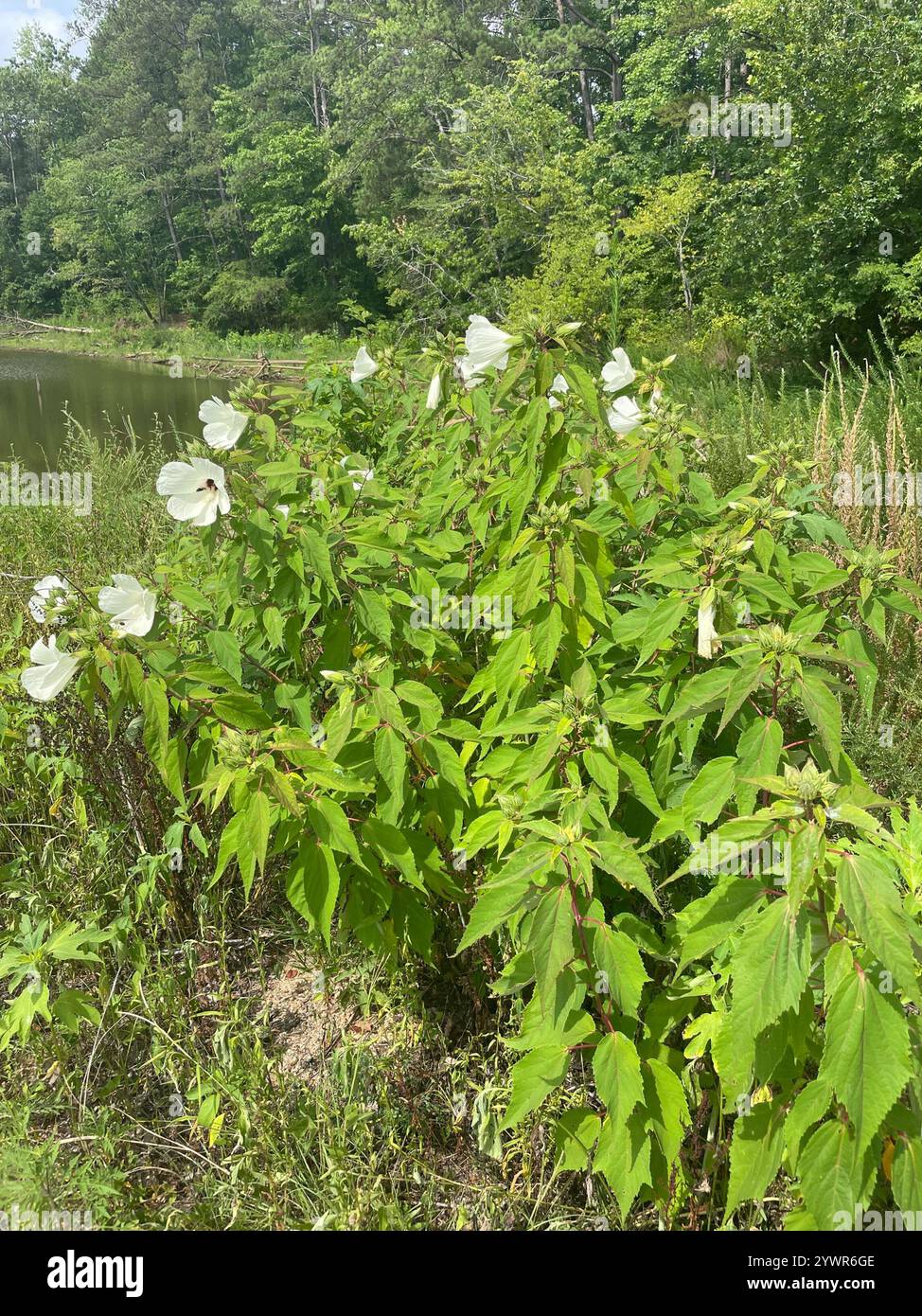 swamp rose mallow (Hibiscus moscheutos Stock Photo - Alamy