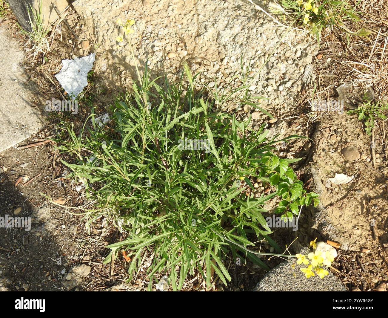 Perennial Wall-rocket (Diplotaxis tenuifolia Stock Photo - Alamy