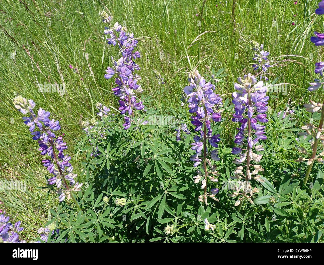 Broadleaf Lupine (Lupinus latifolius Stock Photo - Alamy