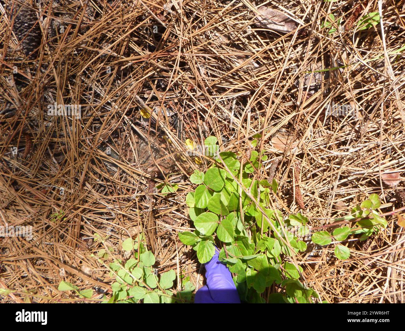 Sand Ticktrefoil (Desmodium lineatum Stock Photo - Alamy