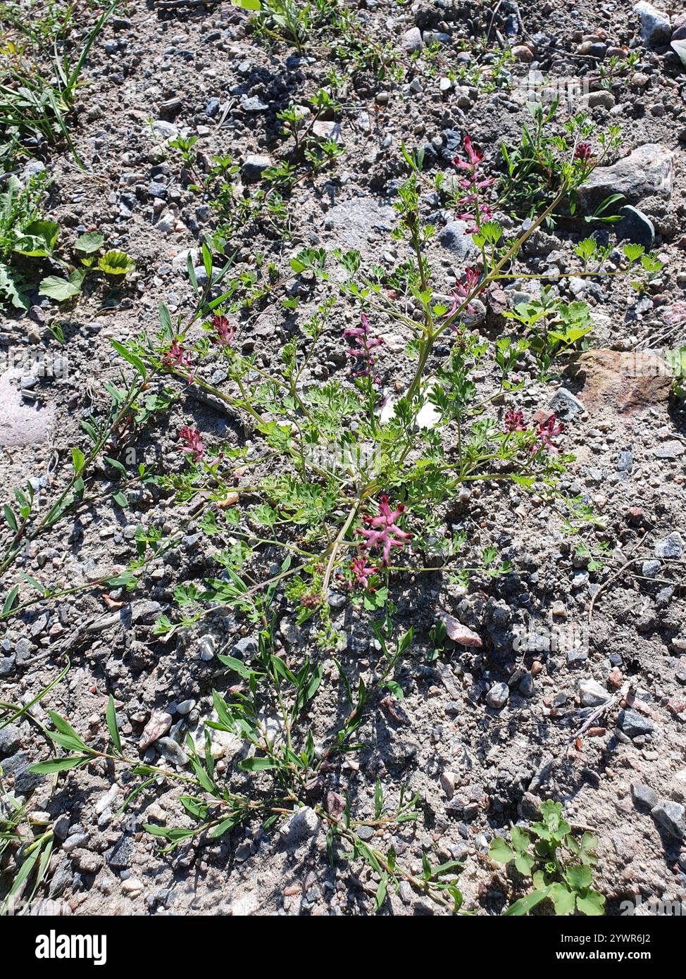 Common Fumitory (Fumaria officinalis Stock Photo - Alamy