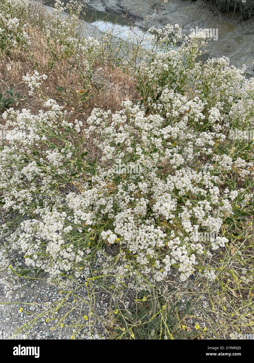 broadleaved pepperweed (Lepidium latifolium Stock Photo - Alamy