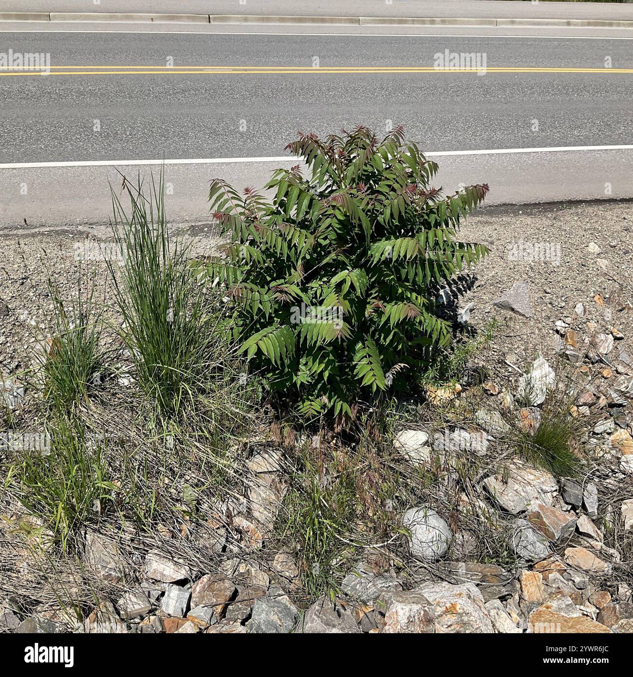 tree-of-heaven (Ailanthus altissima Stock Photo - Alamy
