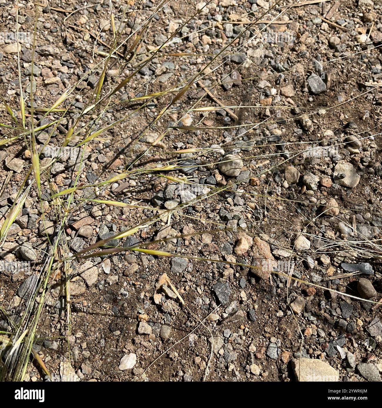 Needle-and-thread Grass (Hesperostipa comata Stock Photo - Alamy