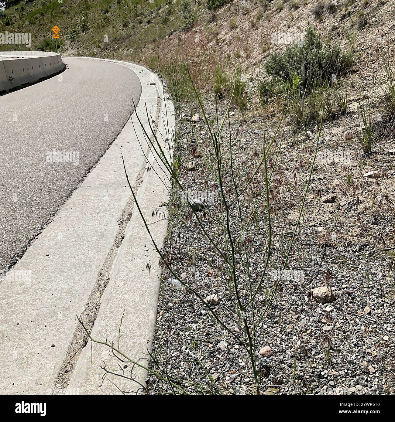 Rush Skeletonweed (Chondrilla juncea Stock Photo - Alamy