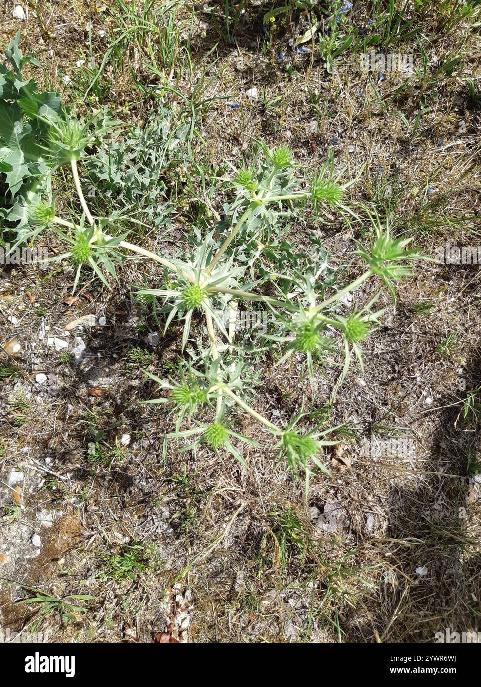 Field Eryngo (Eryngium campestre Stock Photo - Alamy