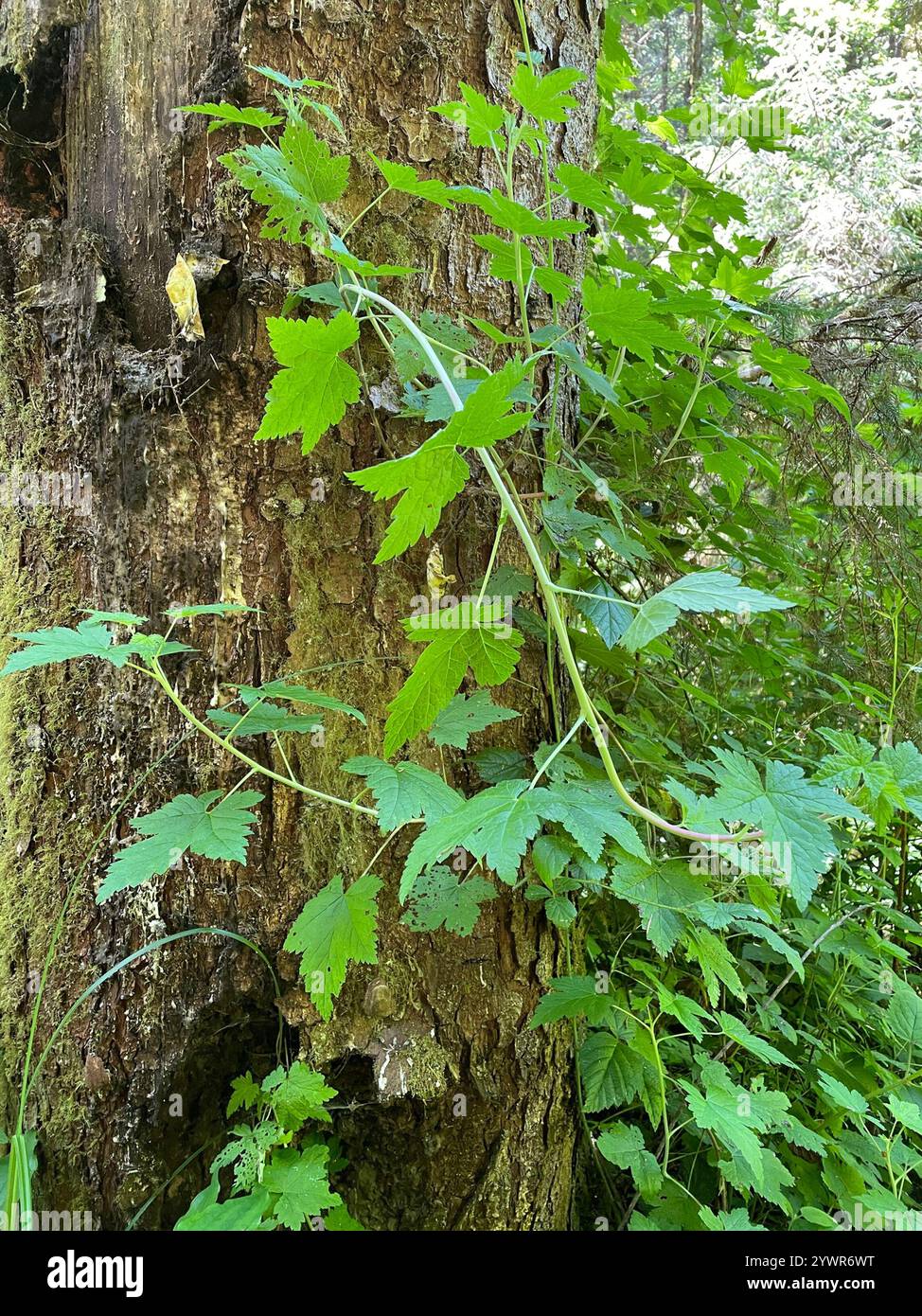 Trailing Blackcurrant (Ribes laxiflorum Stock Photo - Alamy