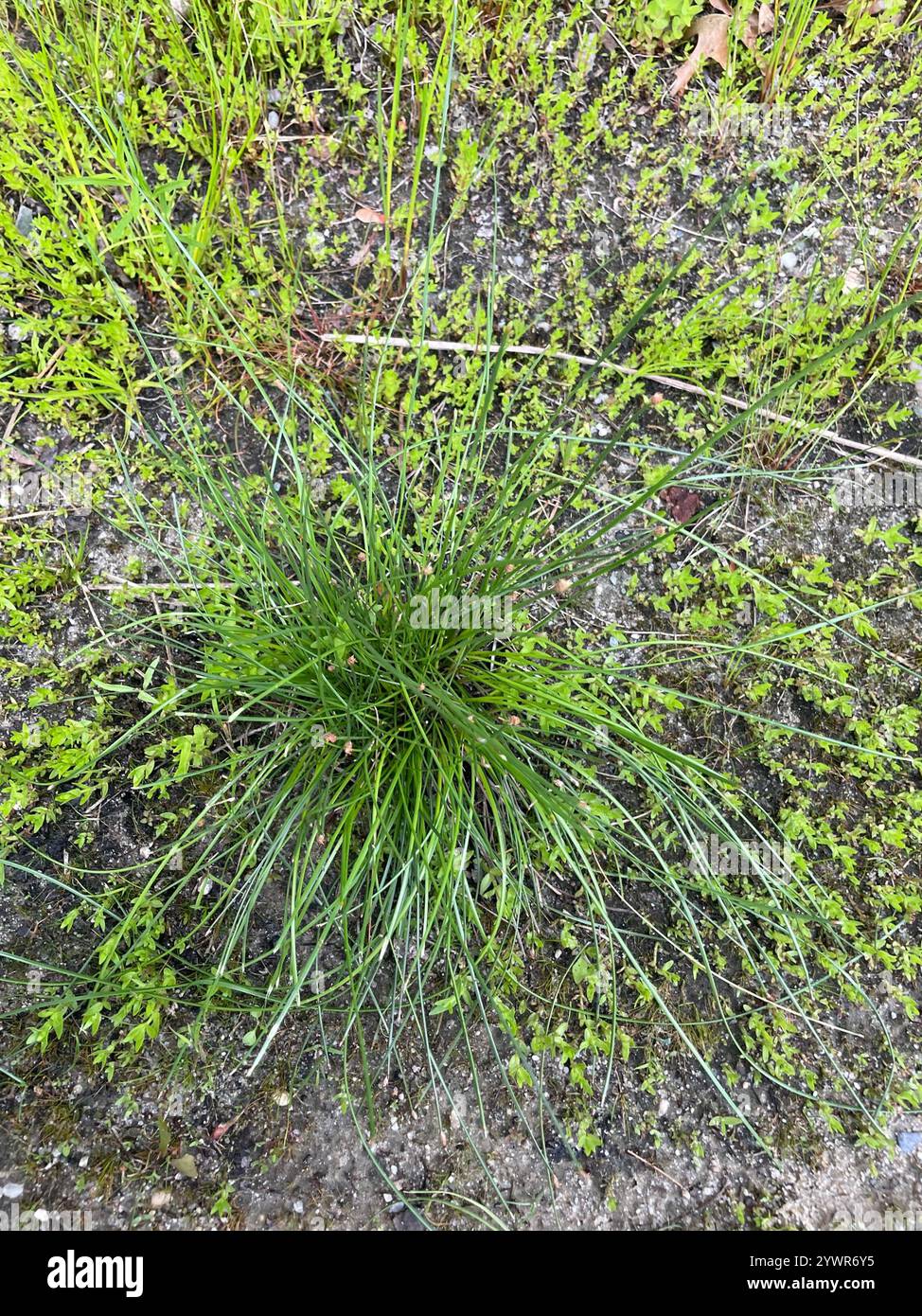 Blunt Spikerush (Eleocharis obtusa Stock Photo - Alamy