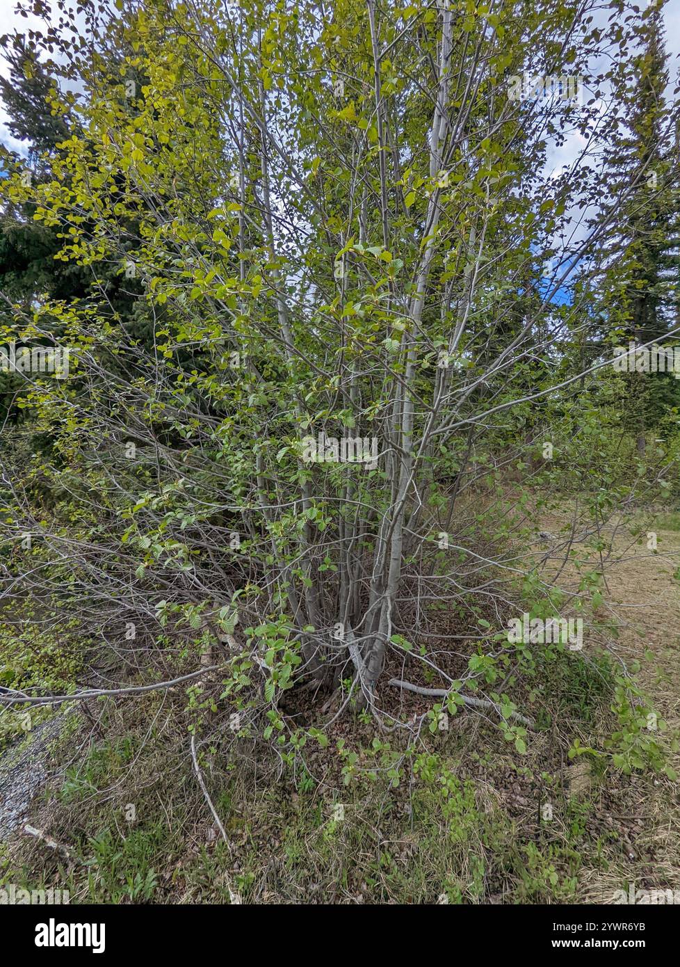 Red Alder (Alnus rubra Stock Photo - Alamy