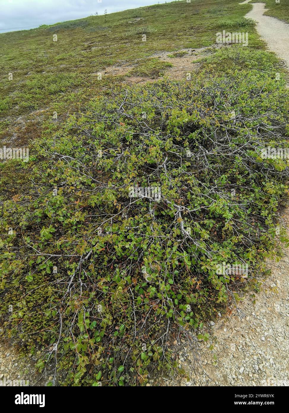 northern birch (Betula pubescens pumila Stock Photo - Alamy