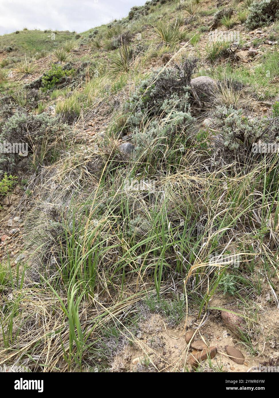 prairie sandreed (Sporobolus rigidus rigidus Stock Photo - Alamy