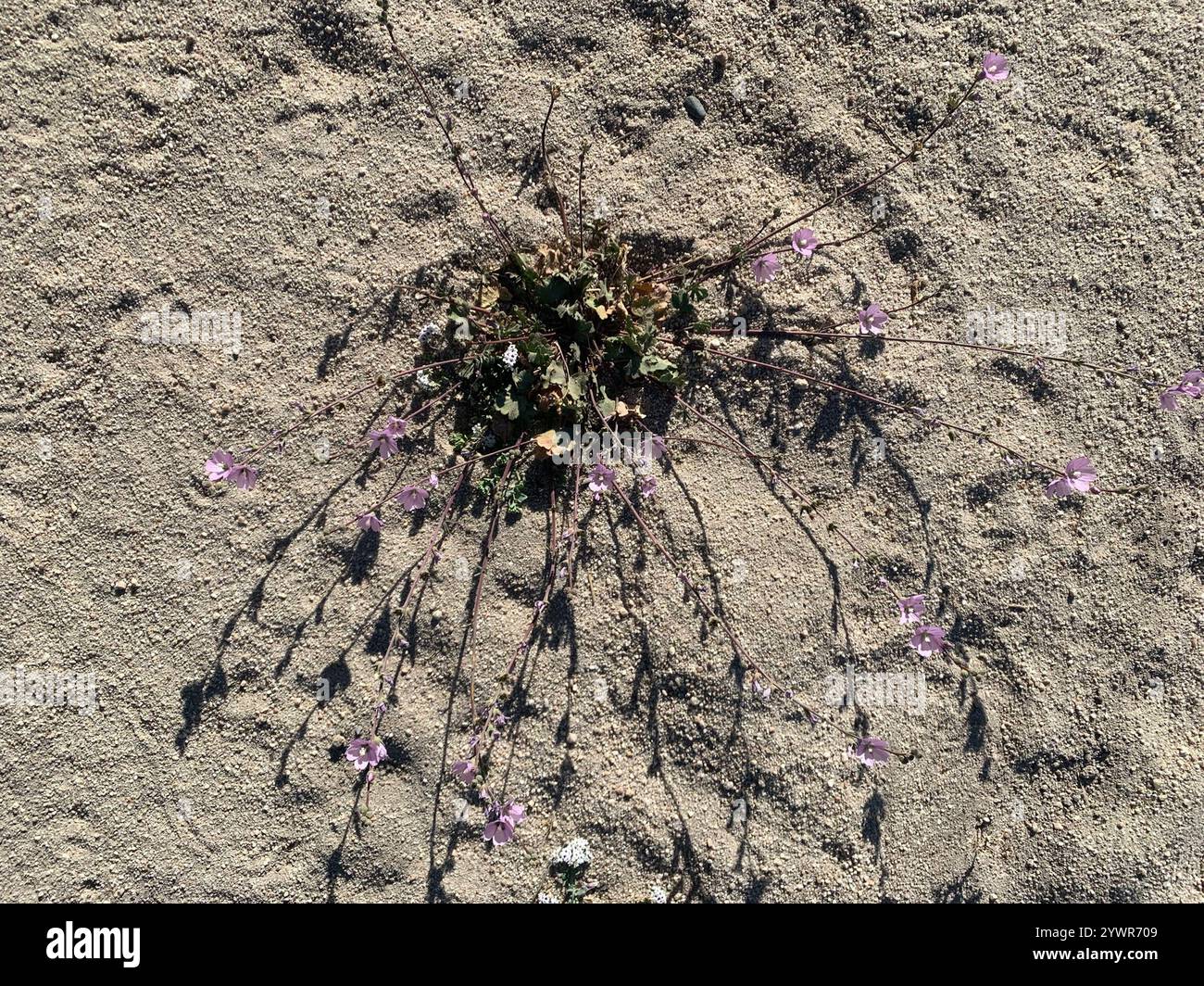 Southern Checkerbloom (Sidalcea sparsifolia Stock Photo - Alamy