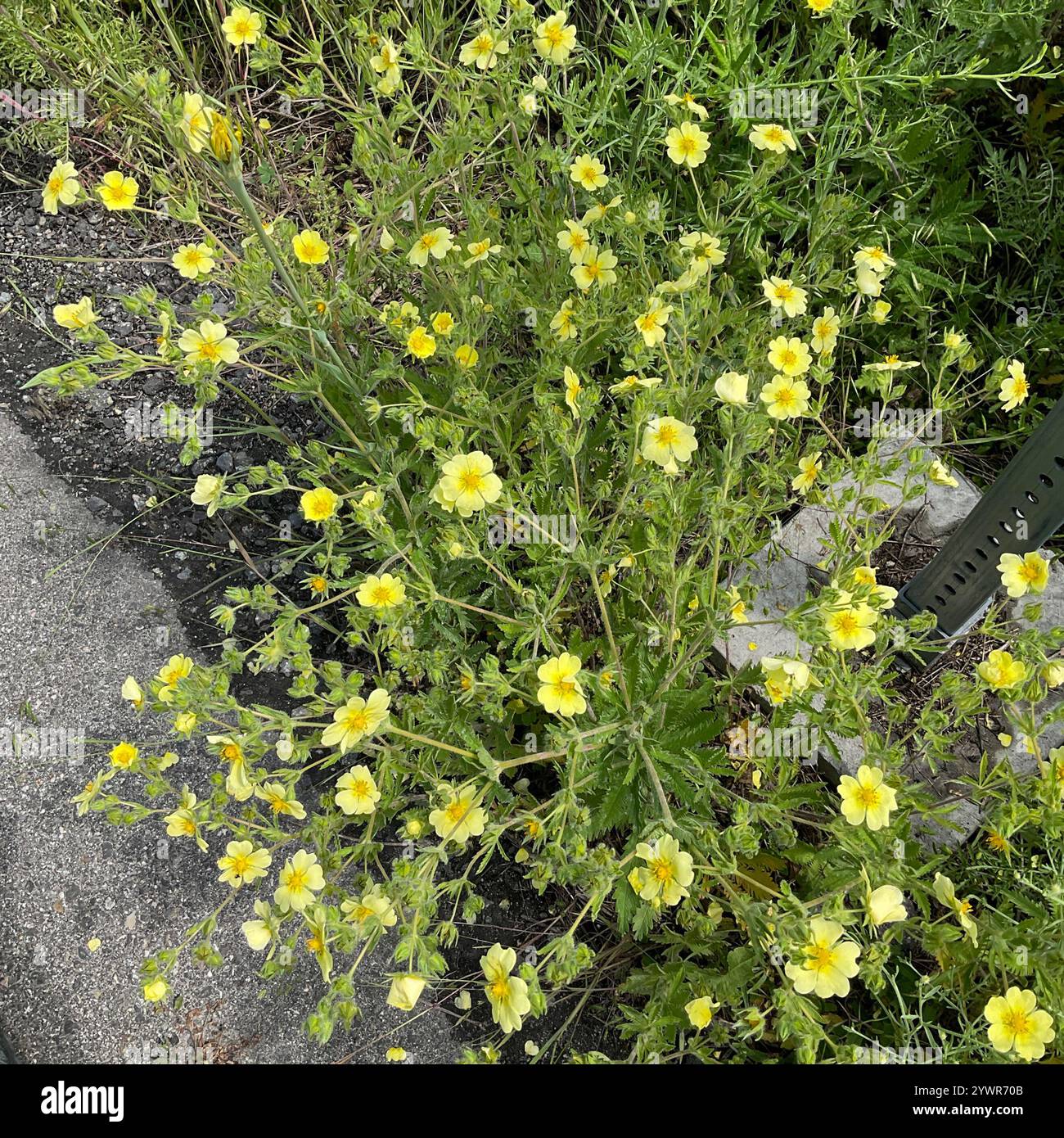 sulphur cinquefoil (Potentilla recta Stock Photo - Alamy