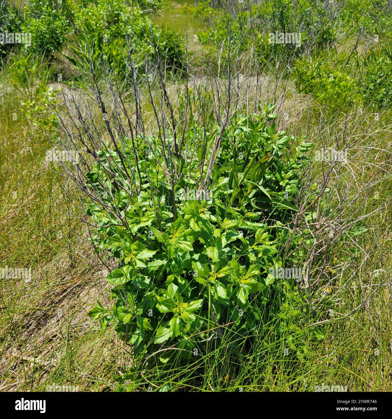 groundsel tree (Baccharis halimifolia Stock Photo - Alamy