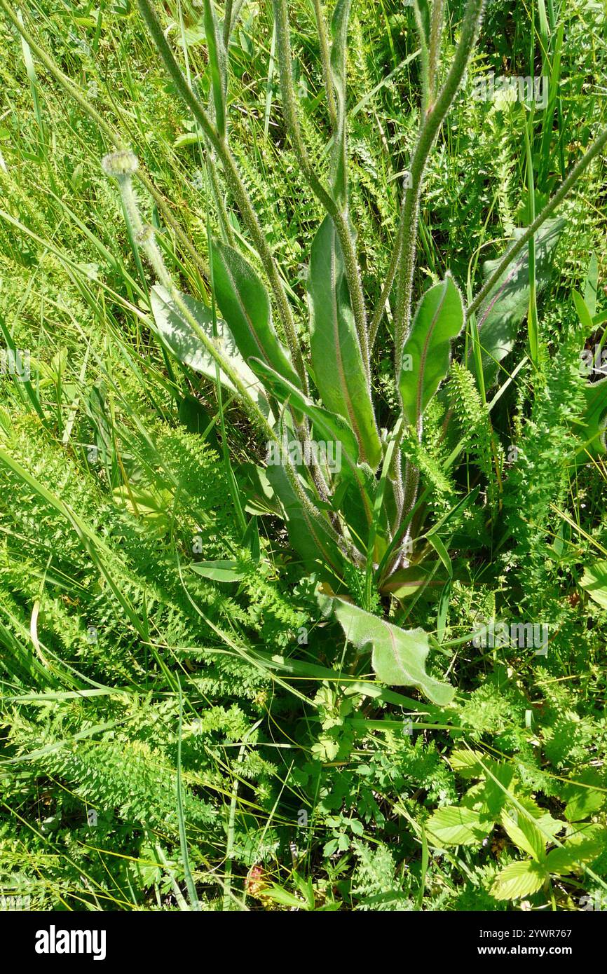 Spotted Cat's-ear (Hypochaeris maculata Stock Photo - Alamy