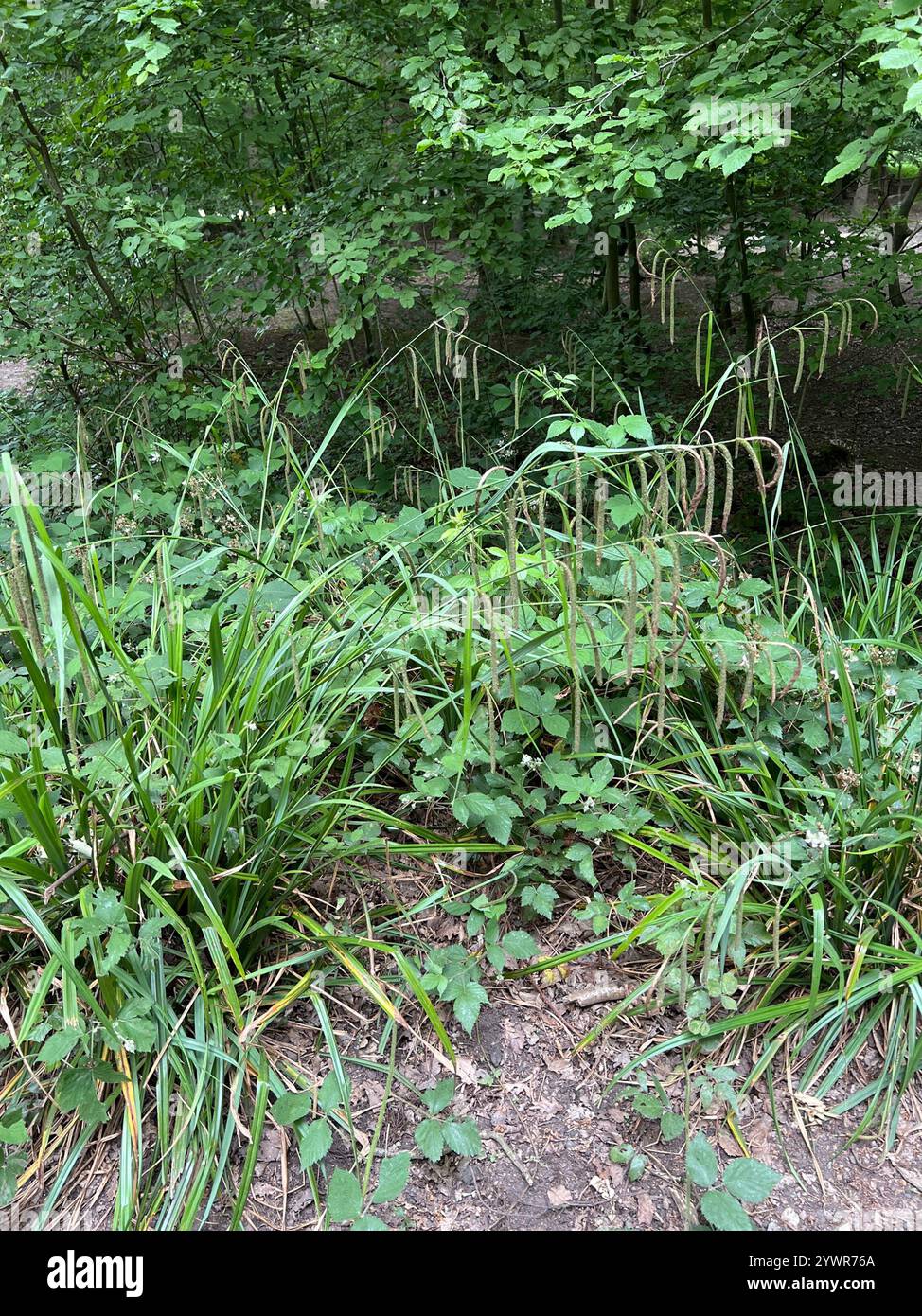 Hanging sedge (Carex pendula Stock Photo - Alamy