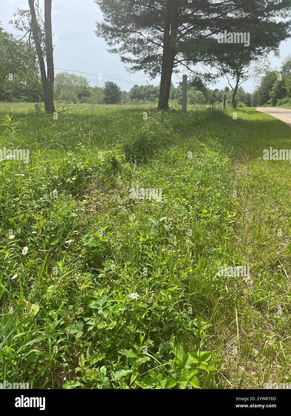 American columbo (Frasera caroliniensis Stock Photo - Alamy