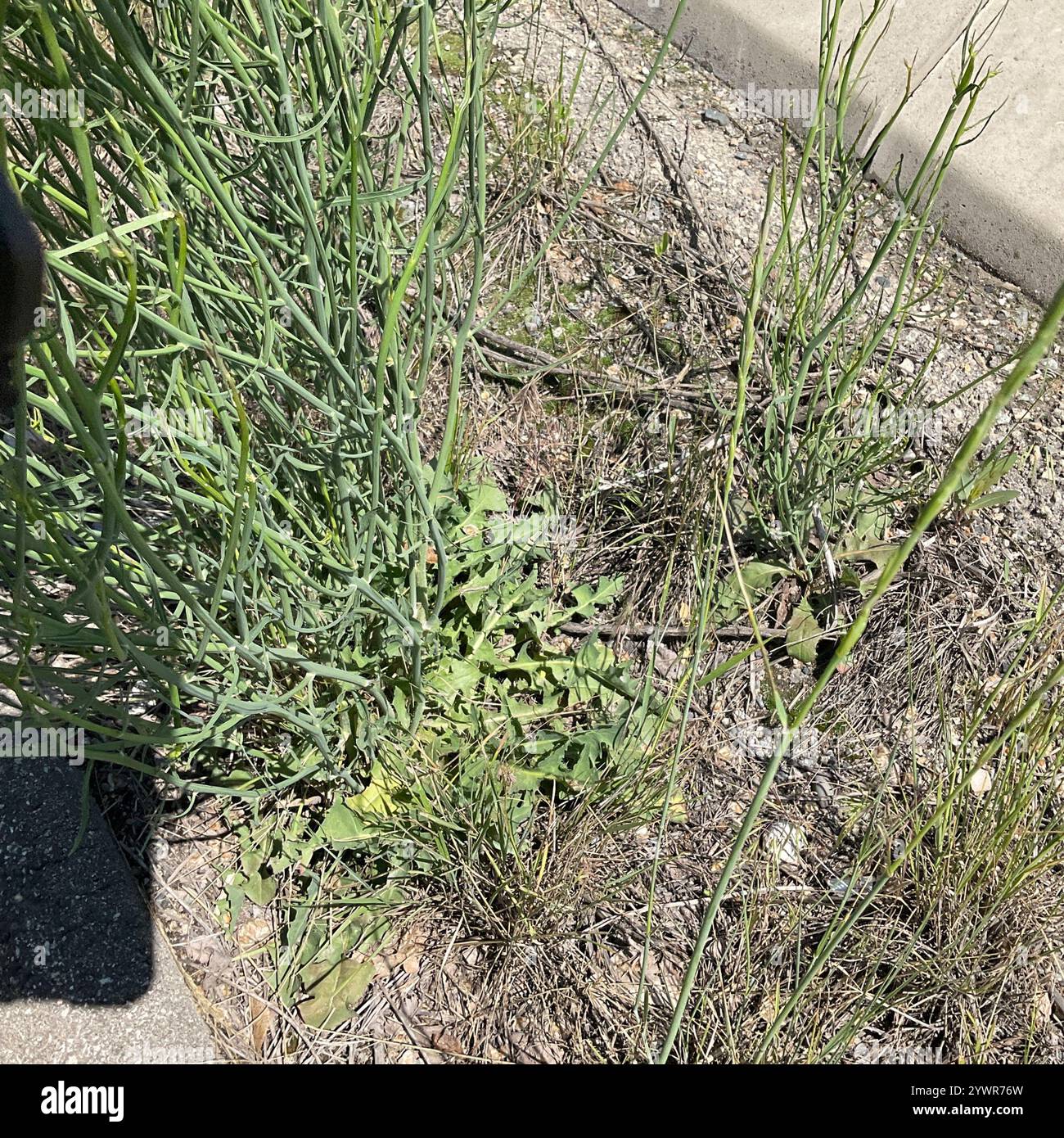 Rush Skeletonweed (Chondrilla juncea Stock Photo - Alamy