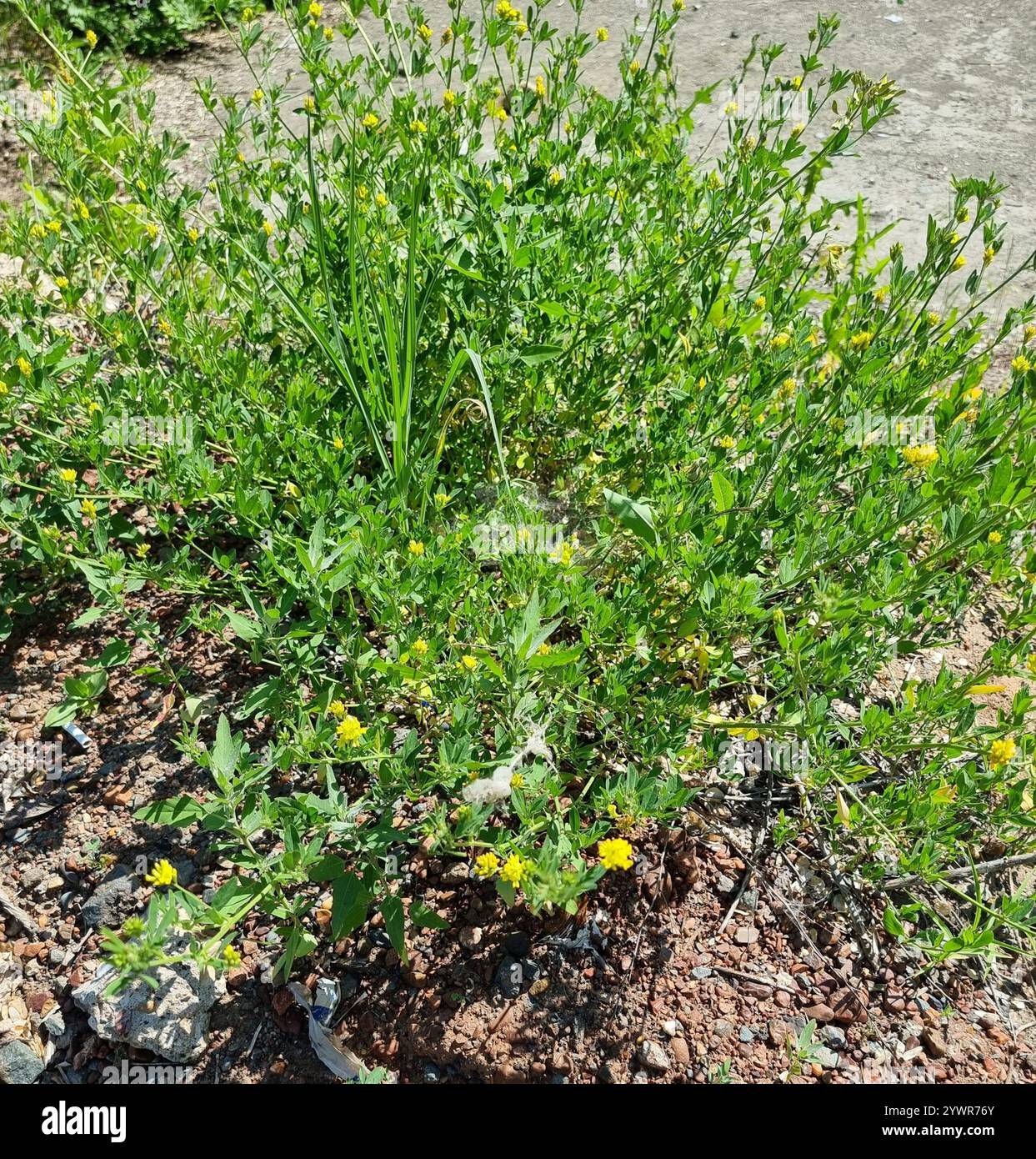 sickle alfalfa (Medicago falcata Stock Photo - Alamy