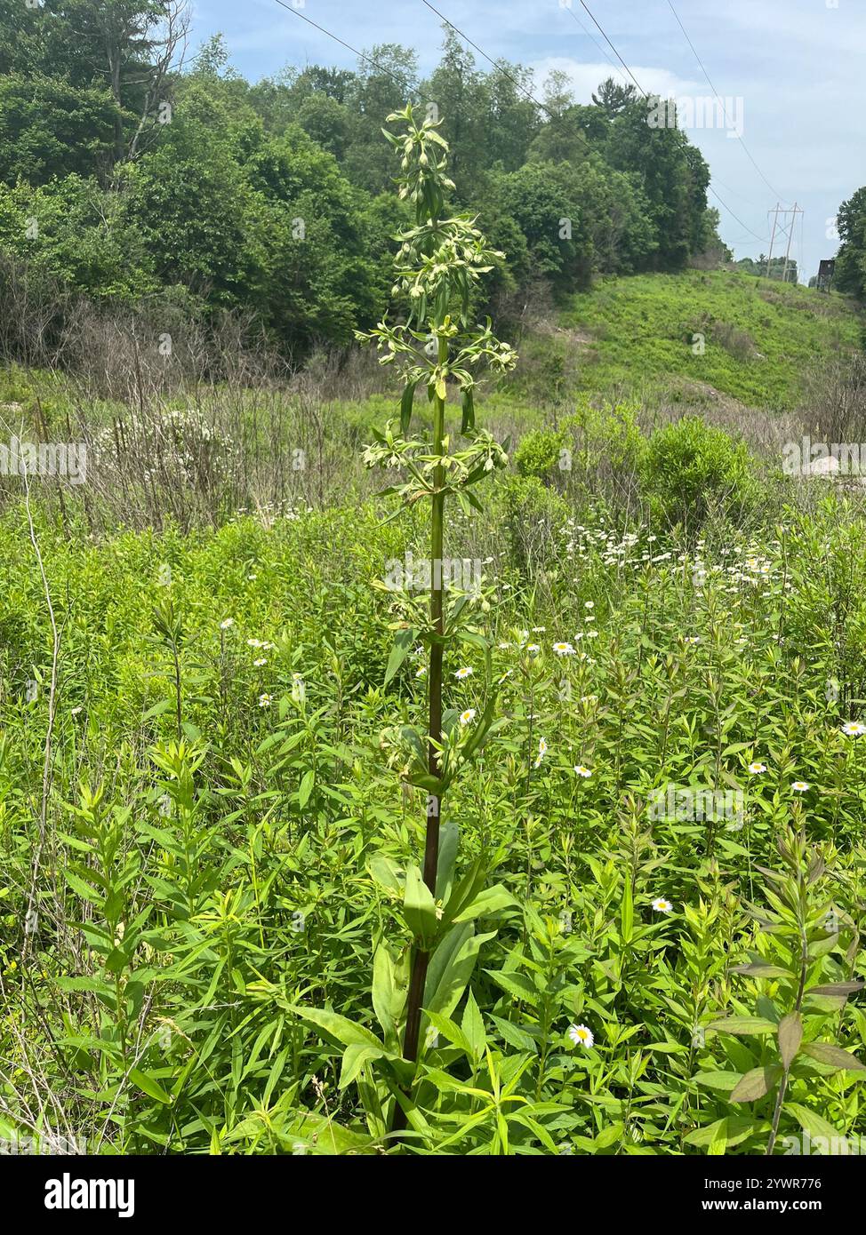 American columbo (Frasera caroliniensis Stock Photo - Alamy